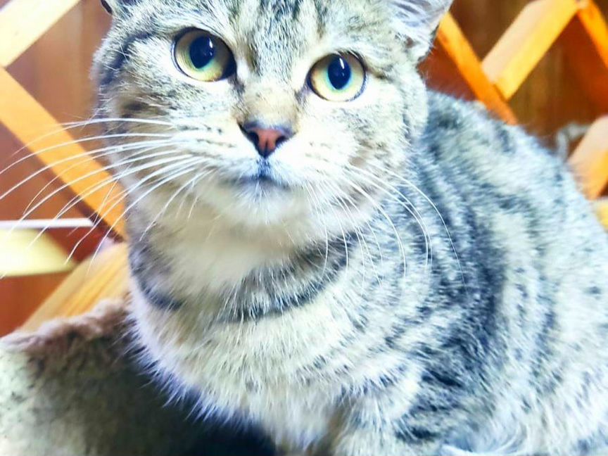 Обычная кошечка котенок в дар. Незаметная