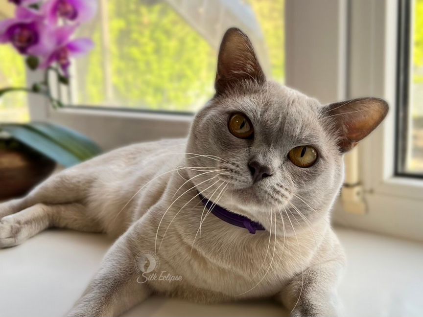 Лиловый бурманский котик
