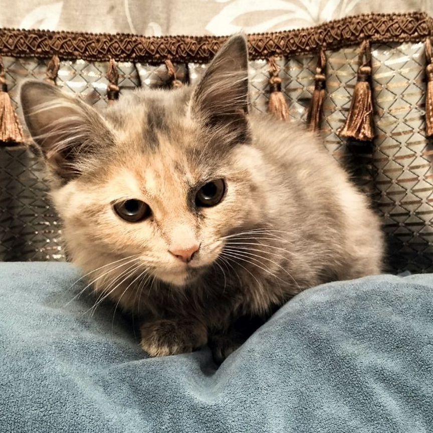 Котенок