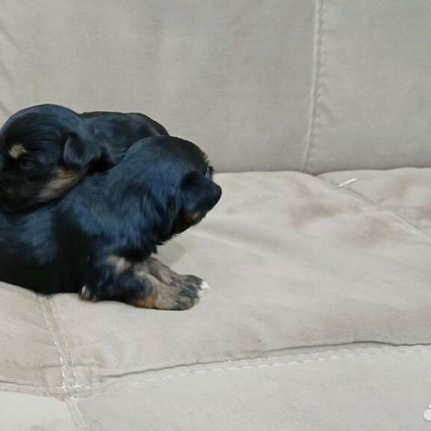 Йоркширский терьер