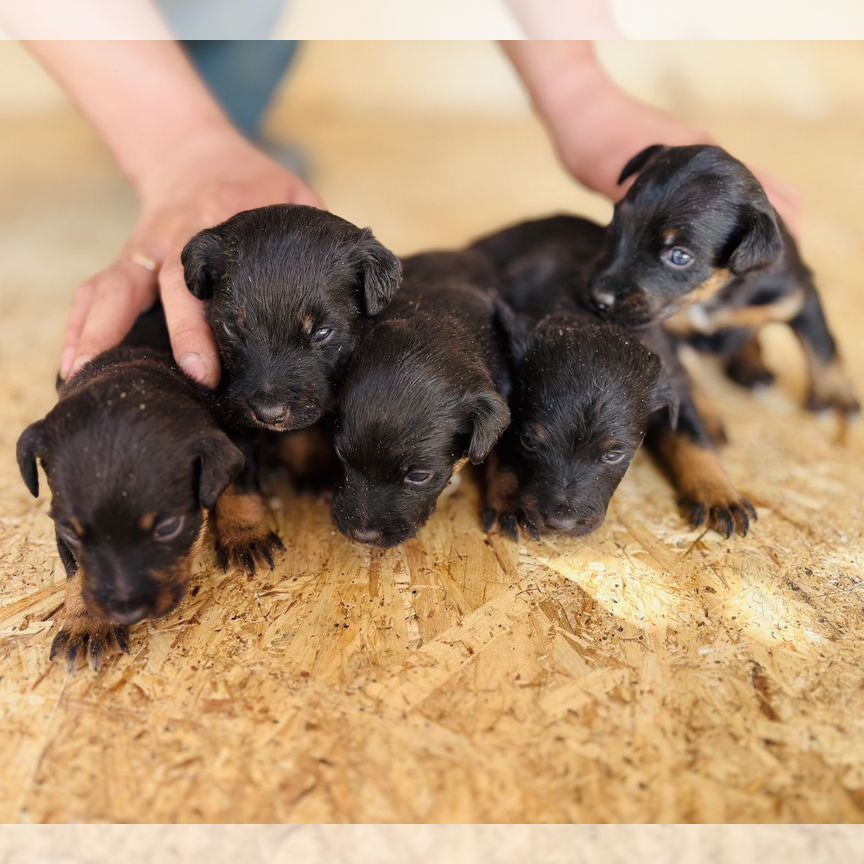 Немецкий охотничий терьер, щенок