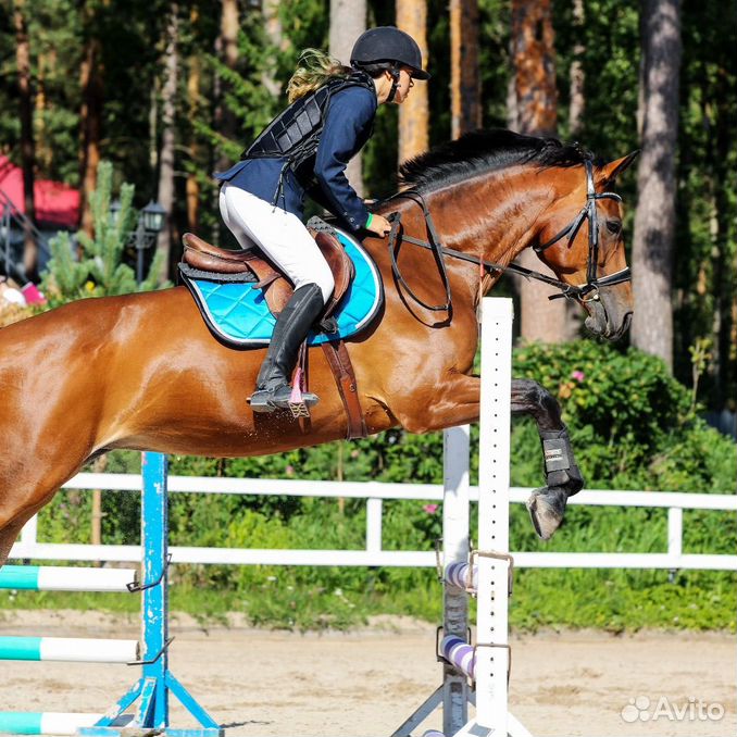 Кобыла 2011г.р