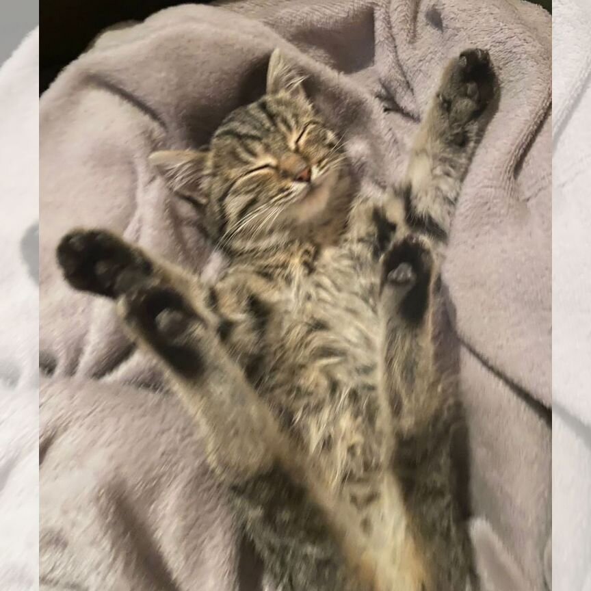 Котёнок в добрые руки