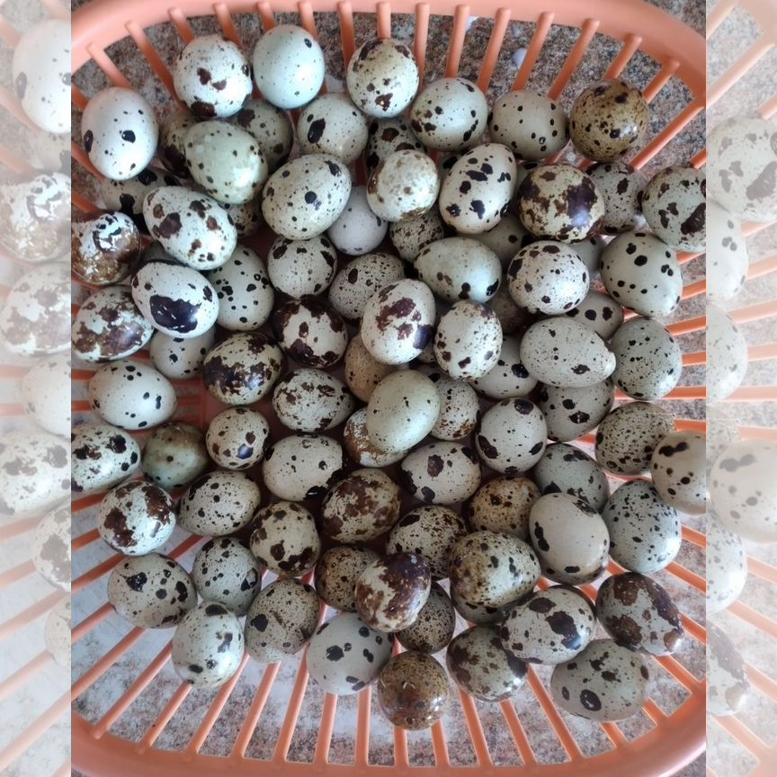 Яйцо инкубационное 10 столовое 6 мясо