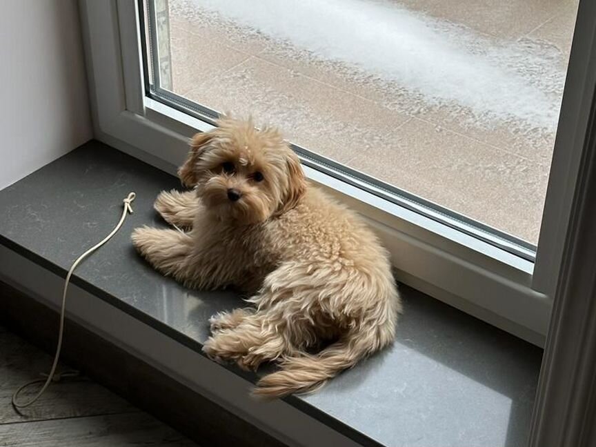 Мальтипу мини ф1