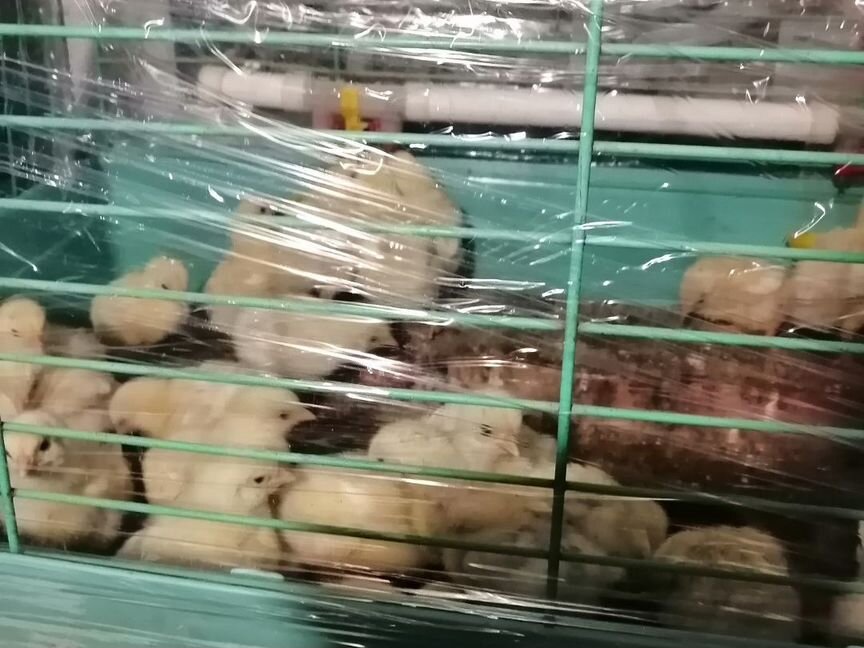 Цыплята бройлеры