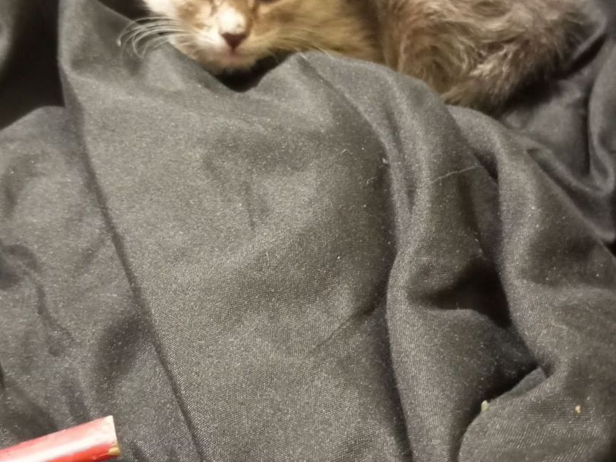 Котёнок