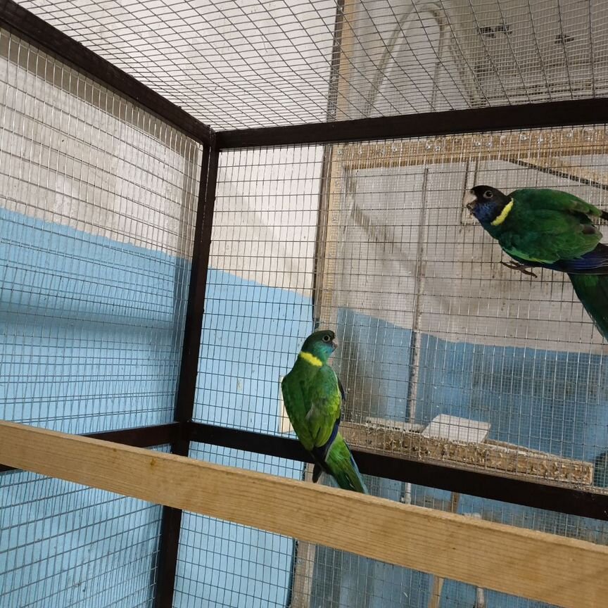 Попугаи Бернарды