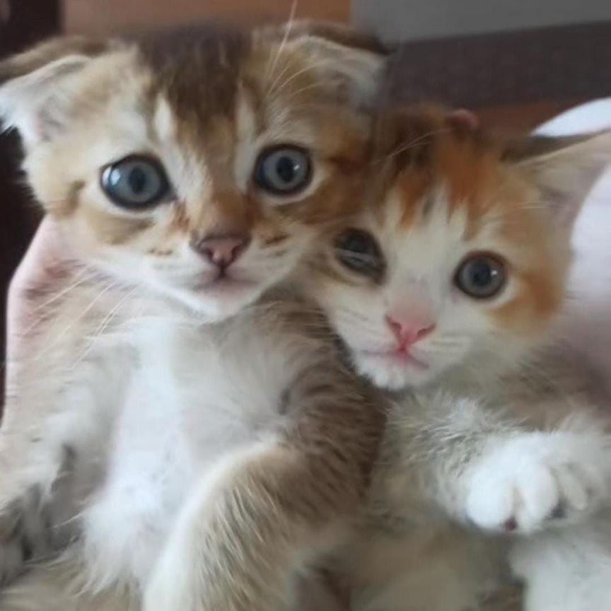 Кошки на продажу