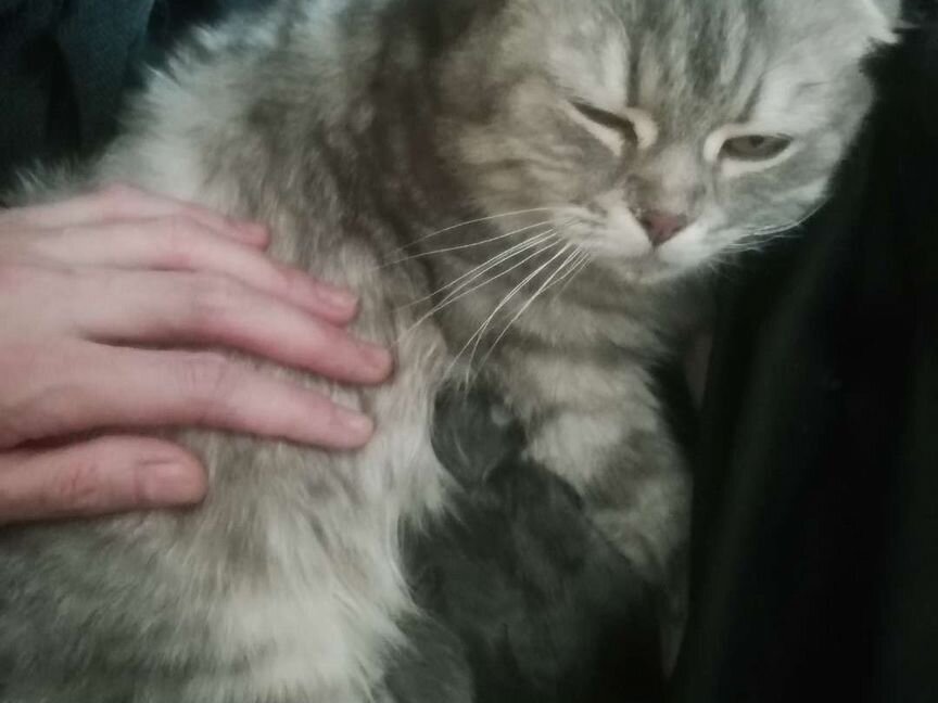 Кошка