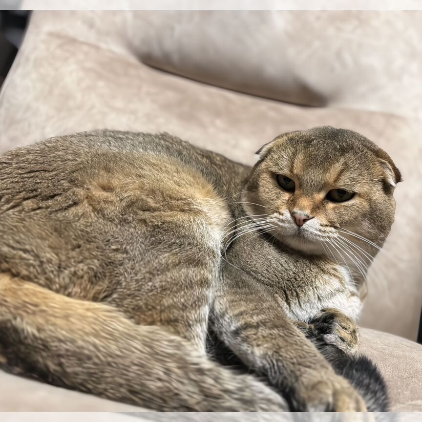 Шотландский вислоухий короткошёрстный кот, взрослый