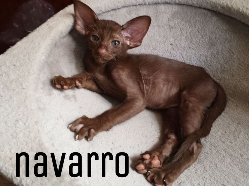 Черные и шоколадные ориенталы