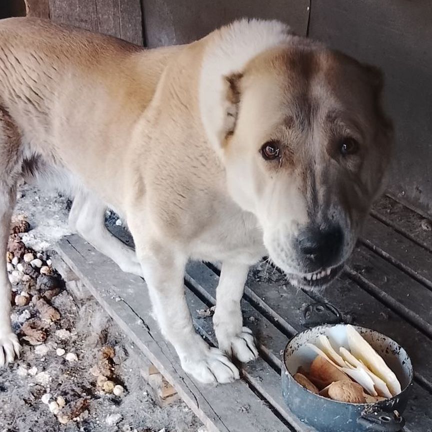 Среднеазиатская овчарка, взрослая собака