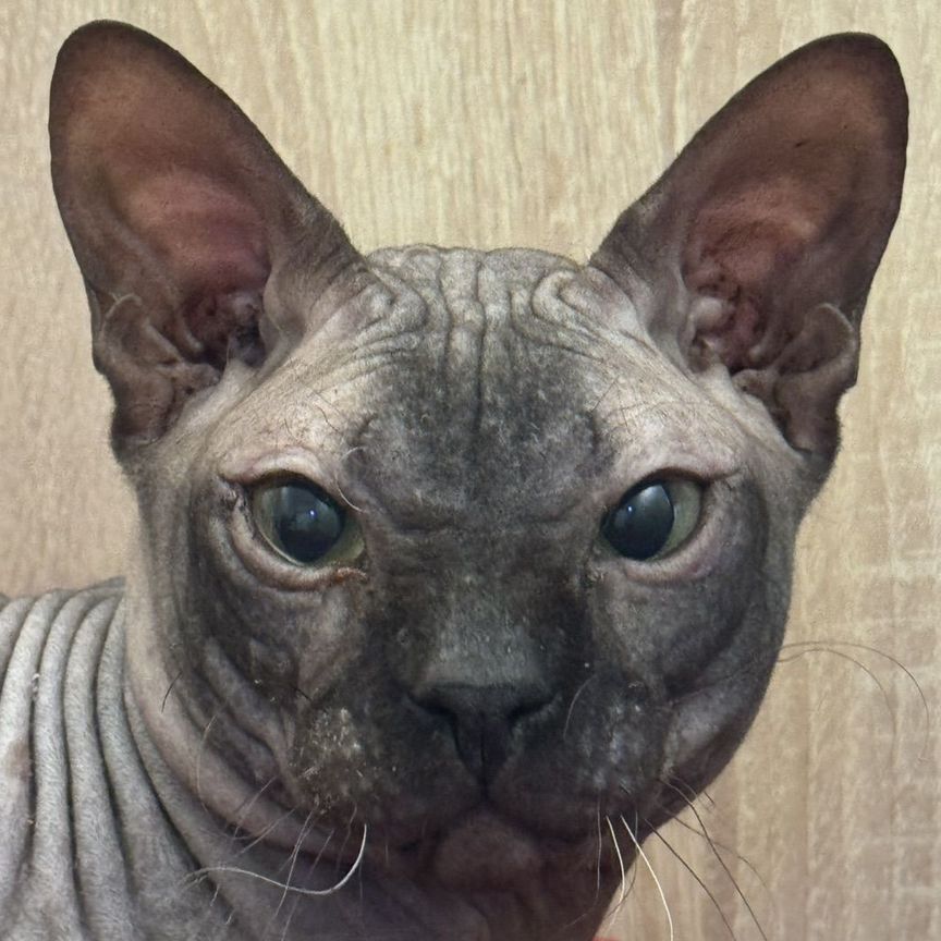 Донской сфинкс, взрослый кот