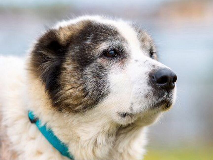 Среднеазиатская овчарка из приюта бесплатно