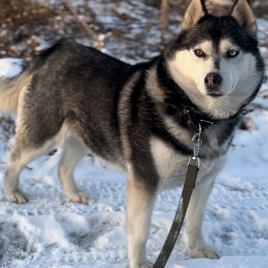 Сибирский хаски, взрослая собака