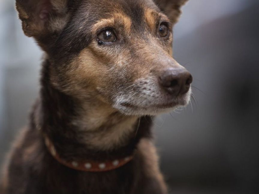 Метис пинчера в добрые руки