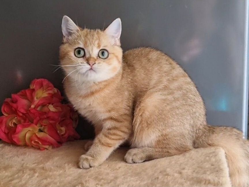 Золотая шиншилла девочка