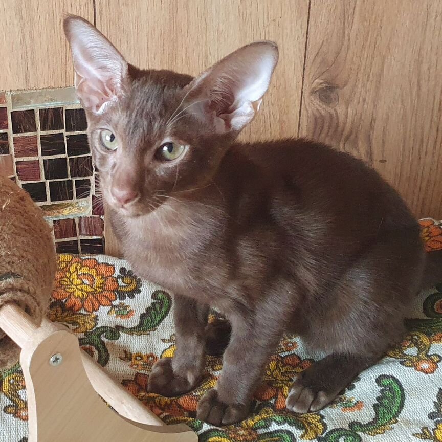 Ориентальный котёнок