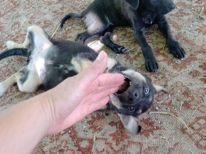 Привитые дворяне