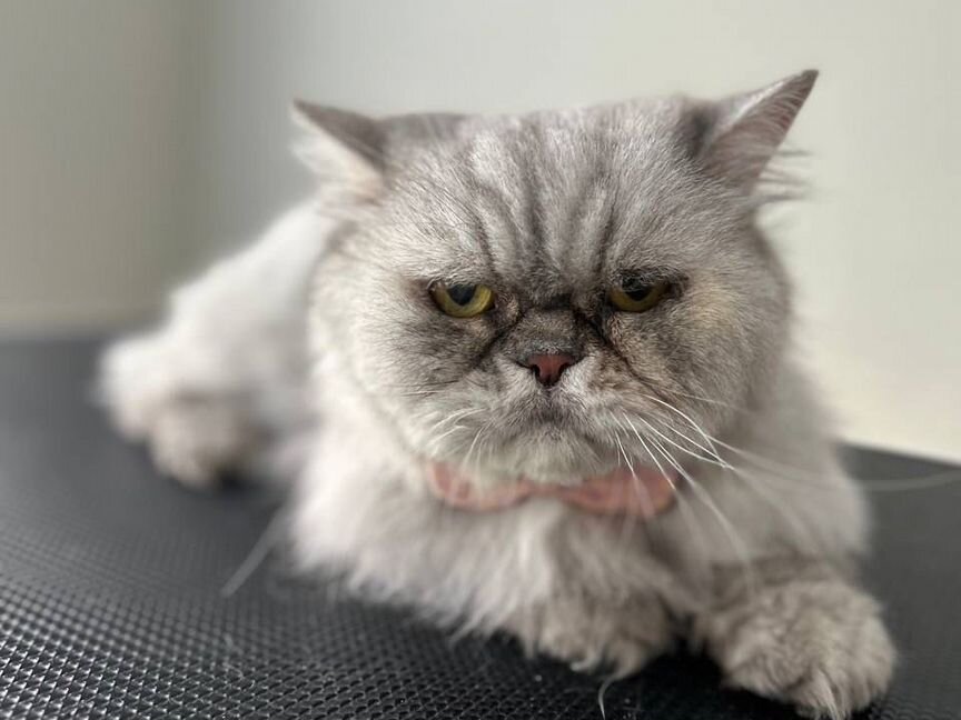 Кошечки в добрые надежные руки