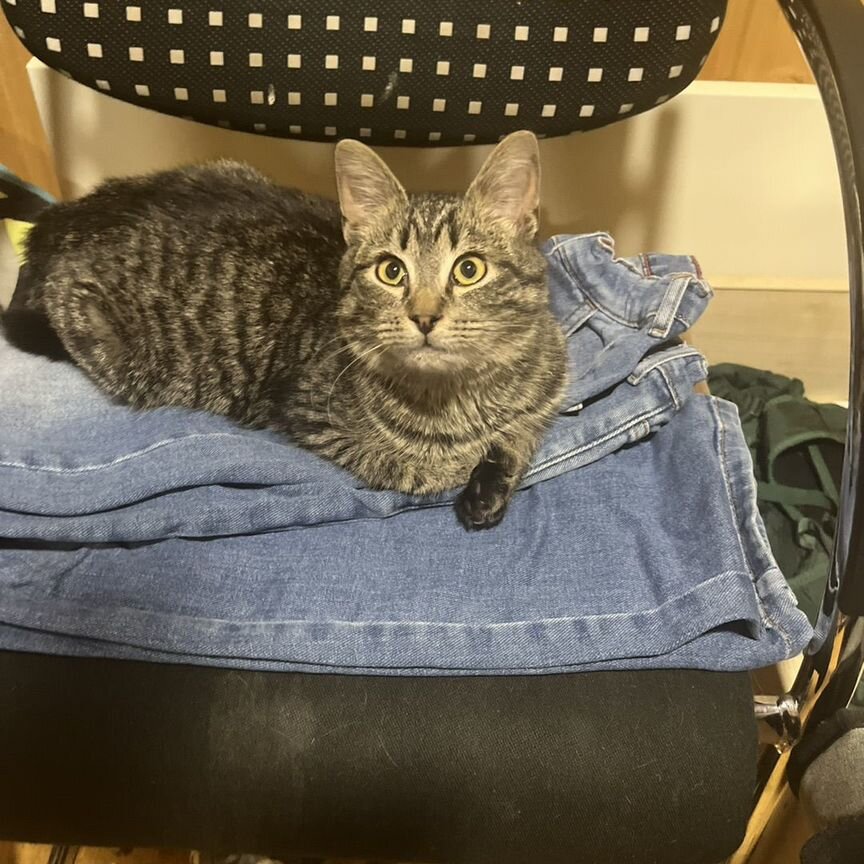 Котик в добрые руки