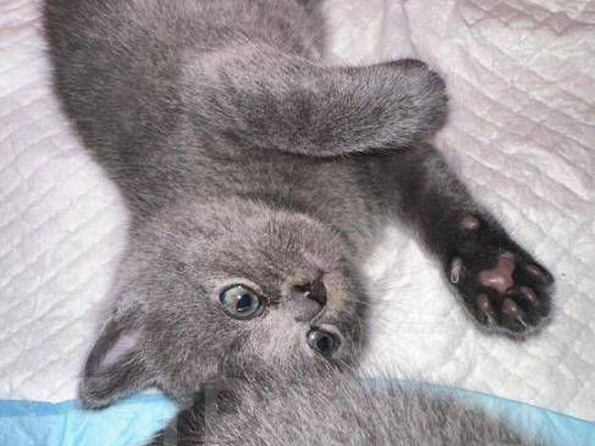 Котëнок породы русская голубая