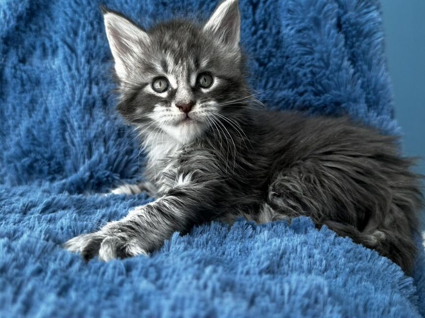 Котята Мейн-кун из питомника