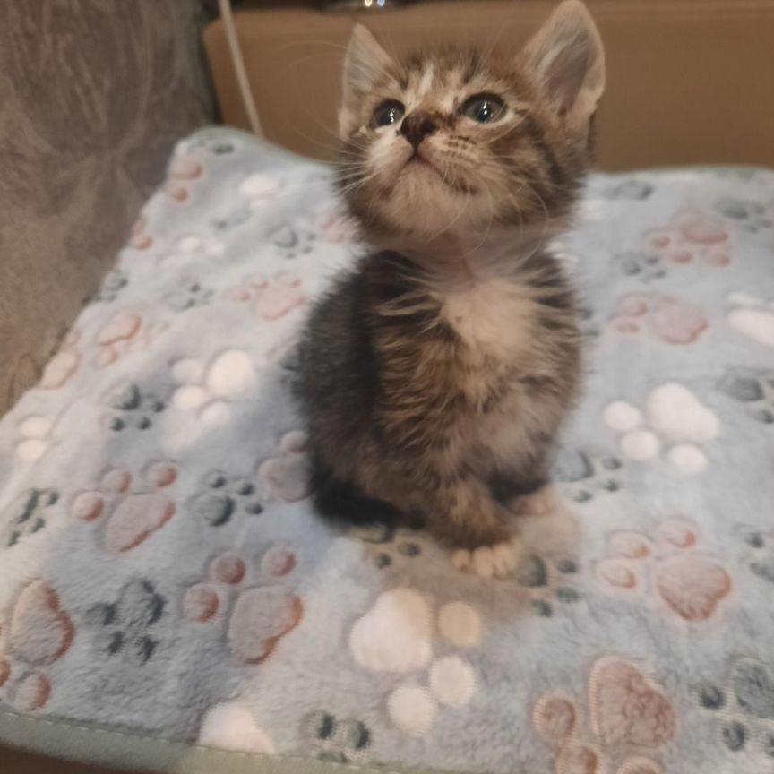 Котик в добрые руки
