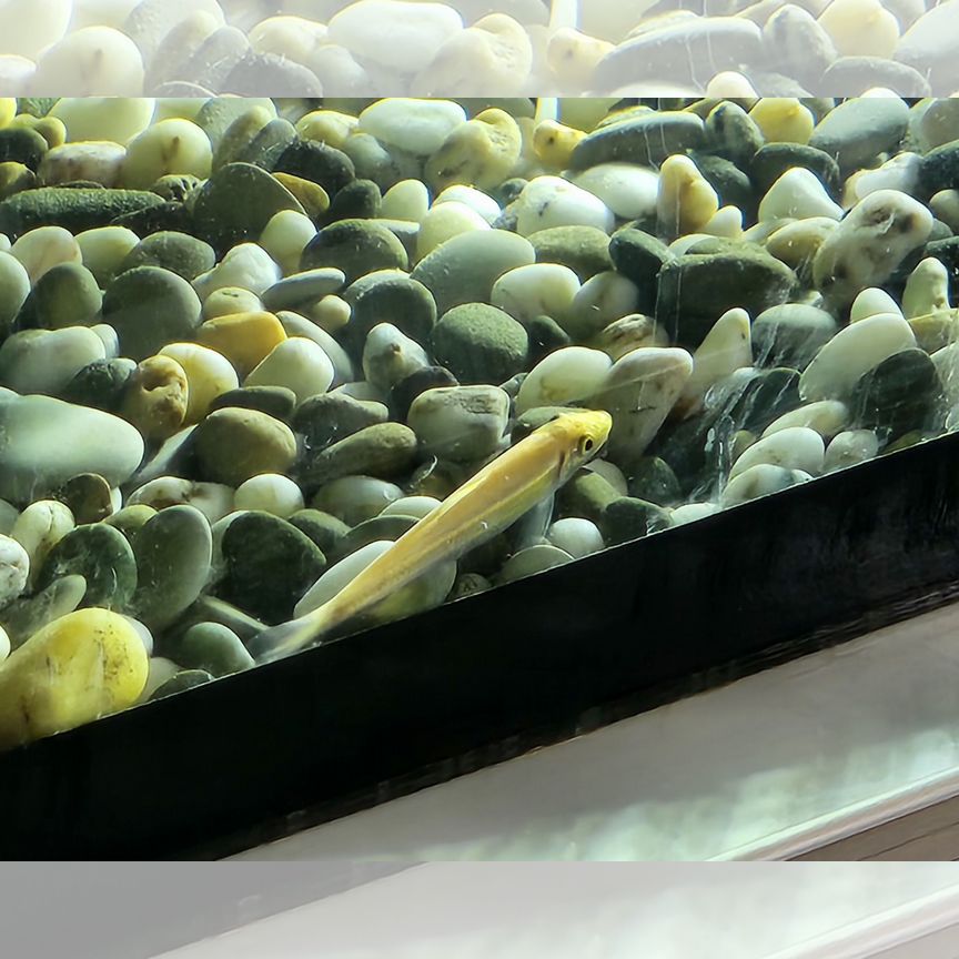 Гринохейлус (сом лисичка)