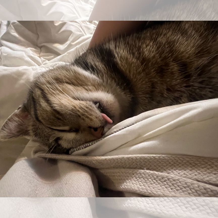 Котенок лапочка