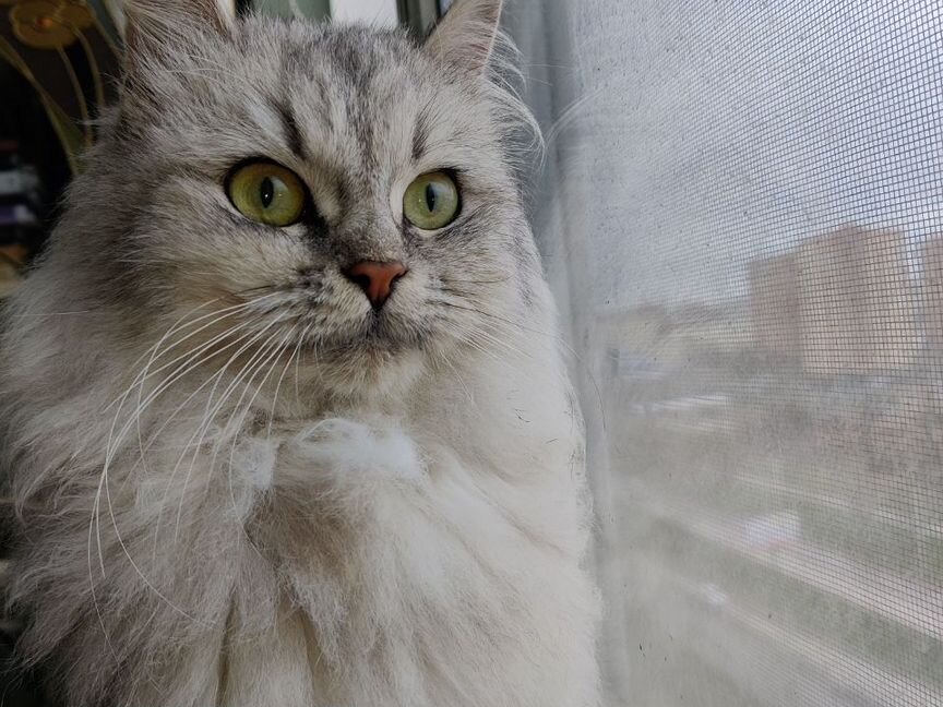 Кошка серебристая шиншилла в добрые руки