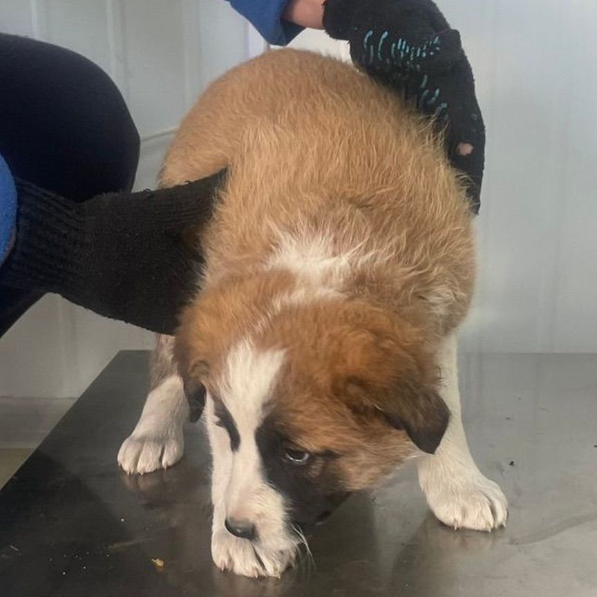 Щенок в добрые руки