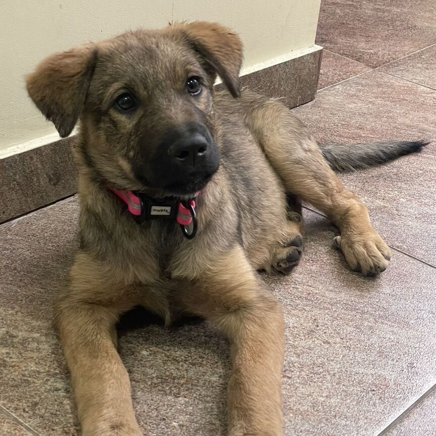 Необыкновенный щенок в добрые руки