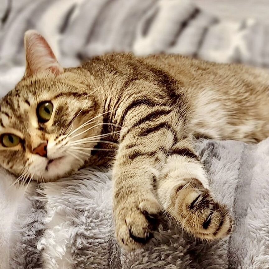 Возьмите из приюта