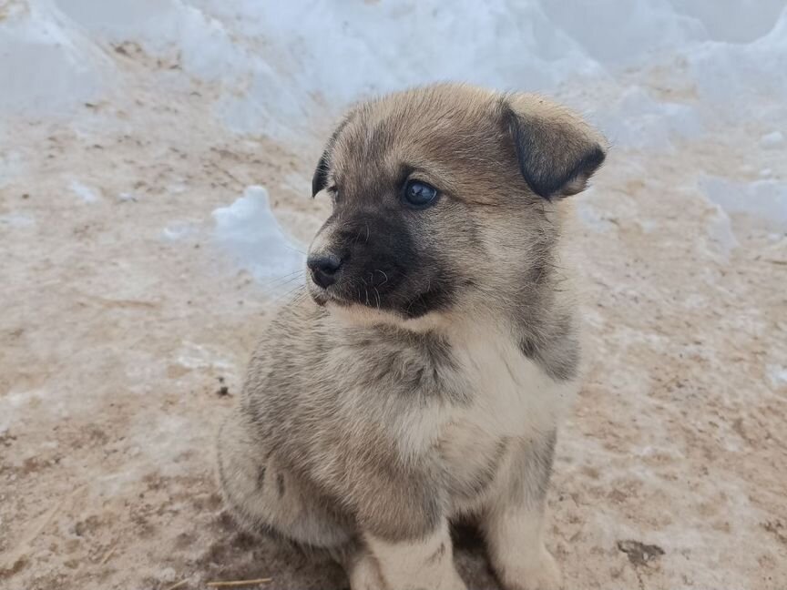 Щенята Сибирская Лайка бесплатно