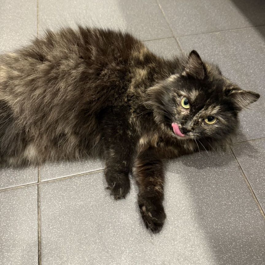 Сибирский котёнок