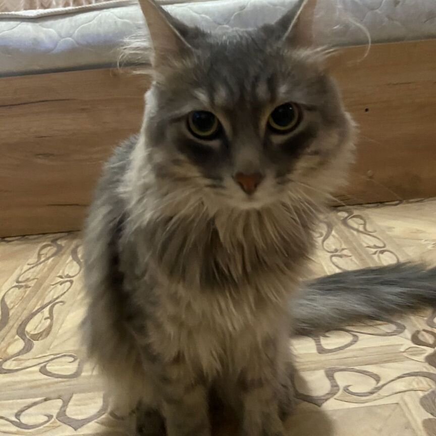 Взрослый кот в добрые руки