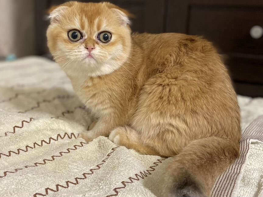 Шотландская кошечка Фортуна