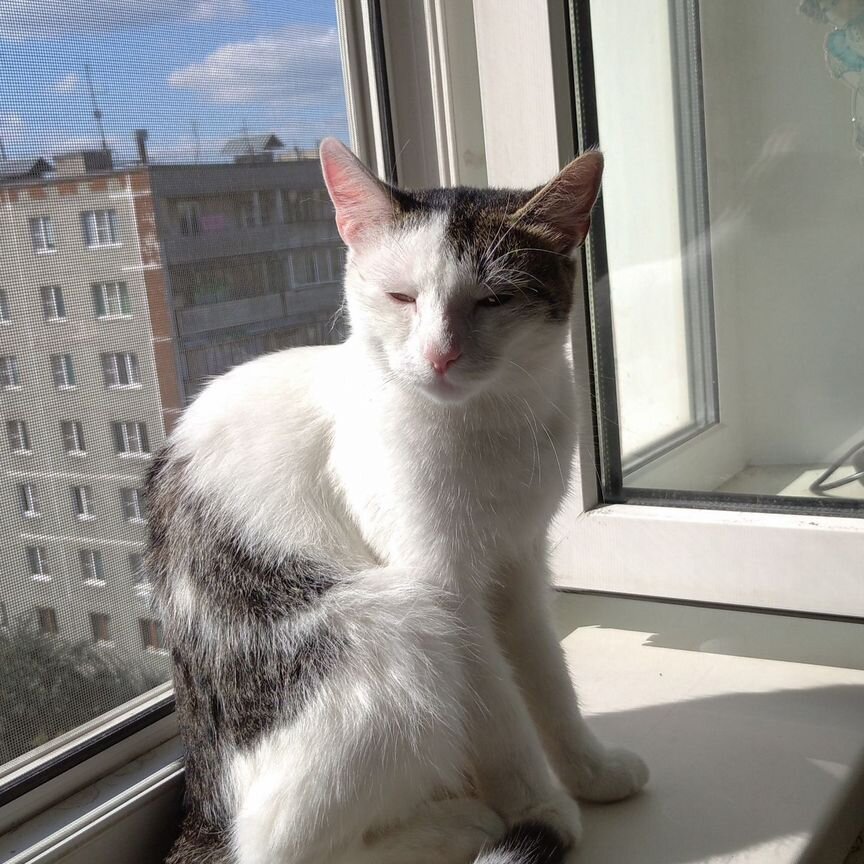 Кот Тимофей