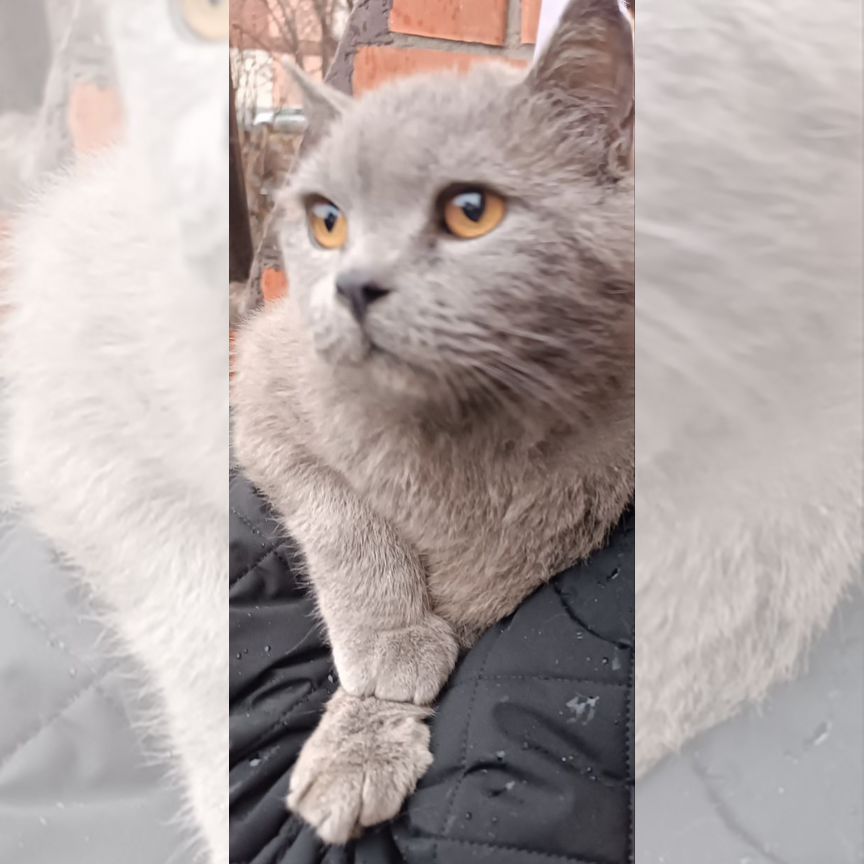 Шотландская вислоухая длинношёрстная, взрослая кошка