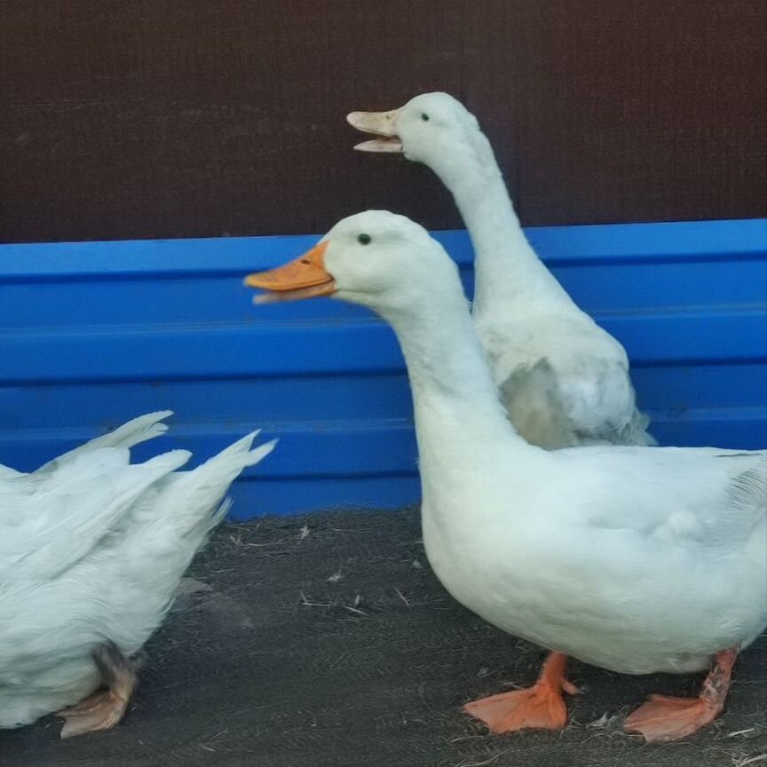 Утки семья на племя