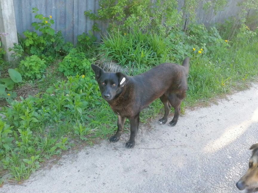 Молодая собачка Кэри ищет дом