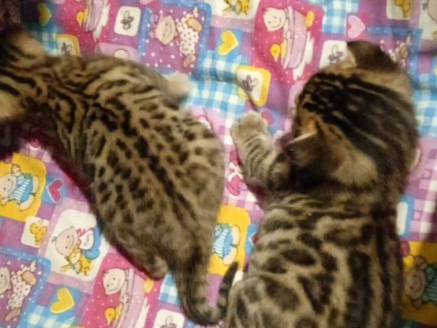 Бенгальские котята