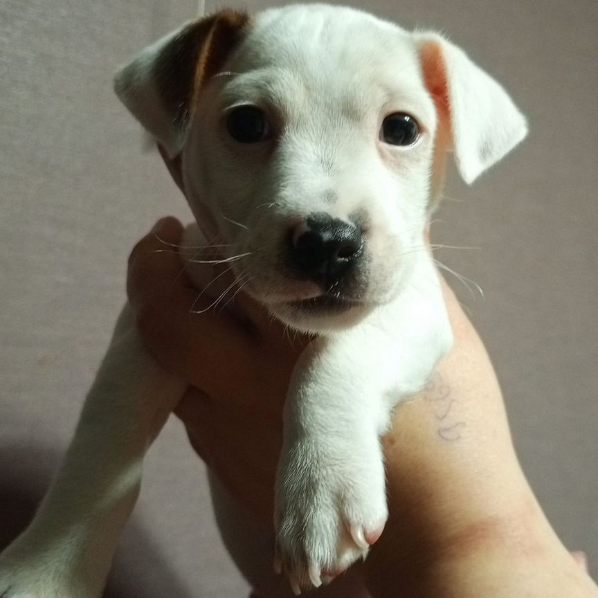 Джек-рассел-терьер, щенок