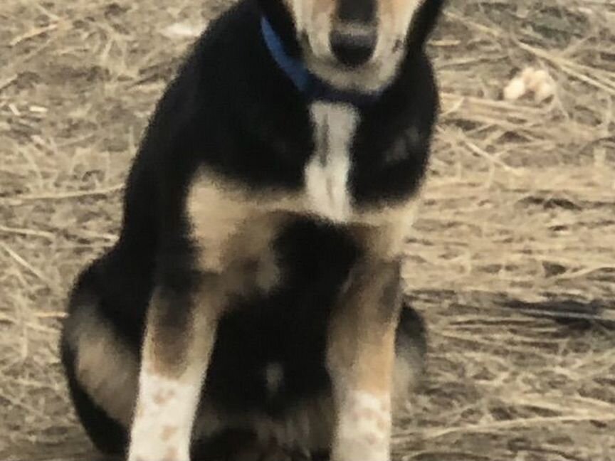 Собака -8 мес