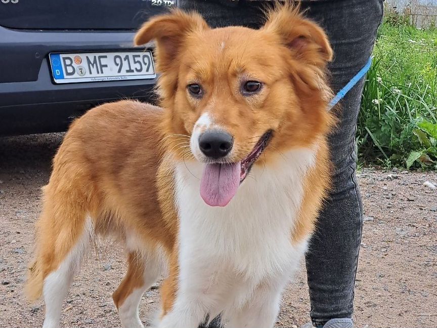 Собака Жорик в хорошую семью бесплатно