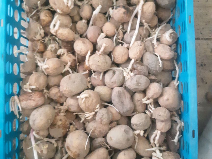 Картофель на корм скоту