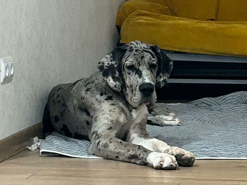 Немецкий дог