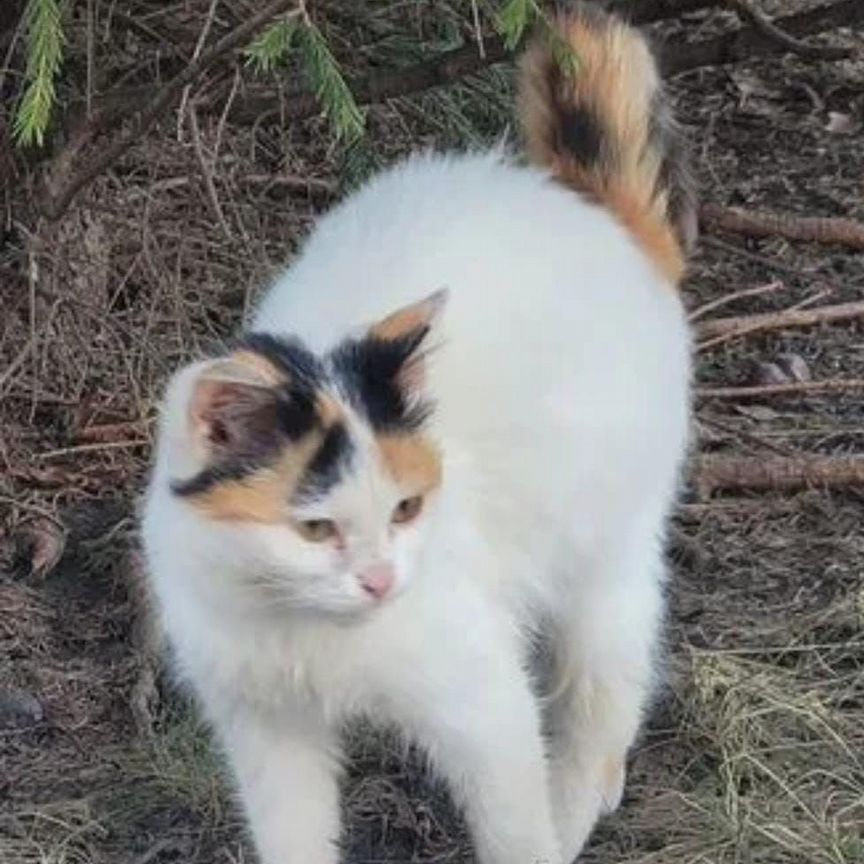 Кошка Белочка. Стерилизована